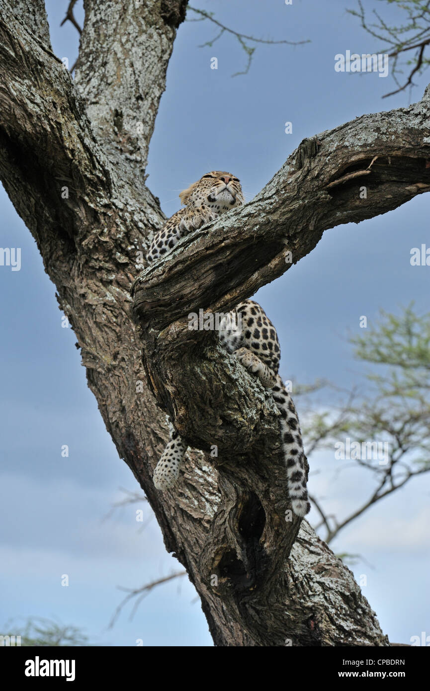 African Leopard (Panthera pardus pardus) on a tree in Ndutu, Ngorongoro ...
