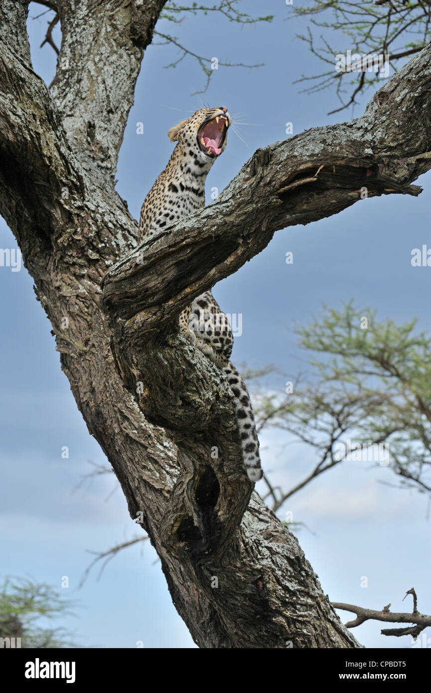 African Leopard (Panthera pardus pardus) on a tree in Ndutu, Ngorongoro ...