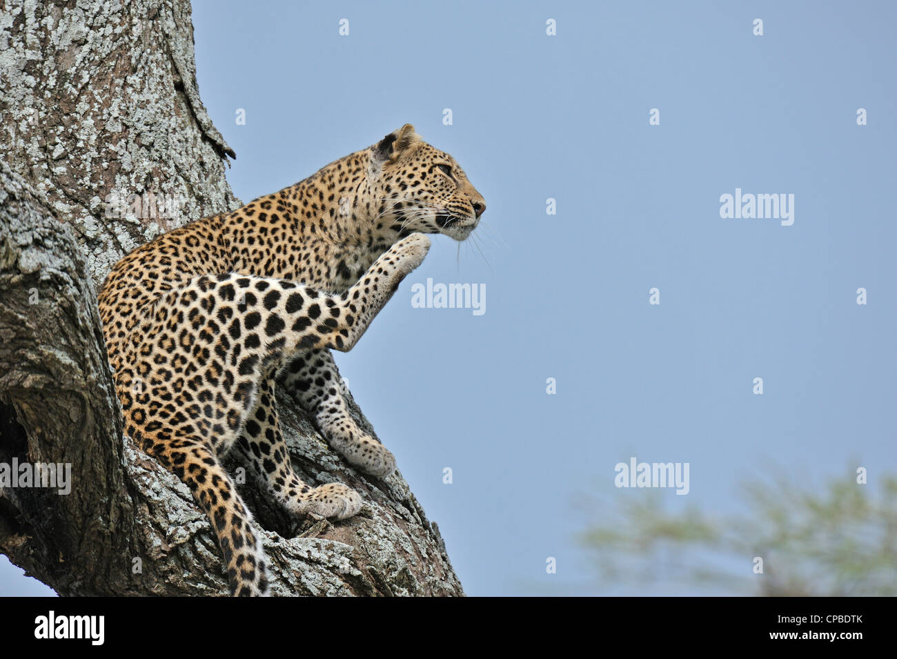 African Leopard (Panthera pardus pardus) on a tree in Ndutu, Ngorongoro ...