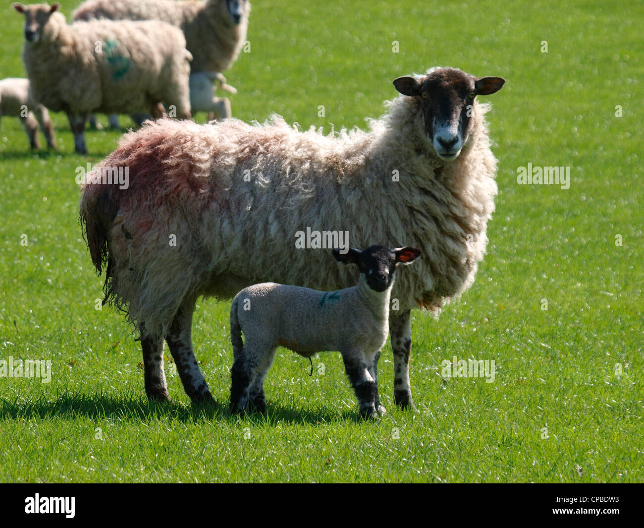 Protect sheep hi-res stock photography and images - Alamy