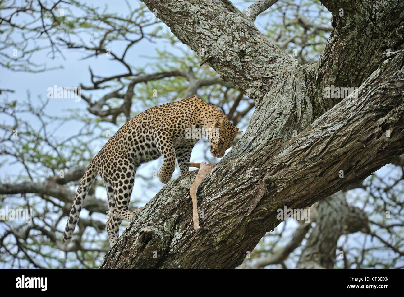African Leopard (Panthera pardus pardus) on a tree in Ndutu, Ngorongoro ...