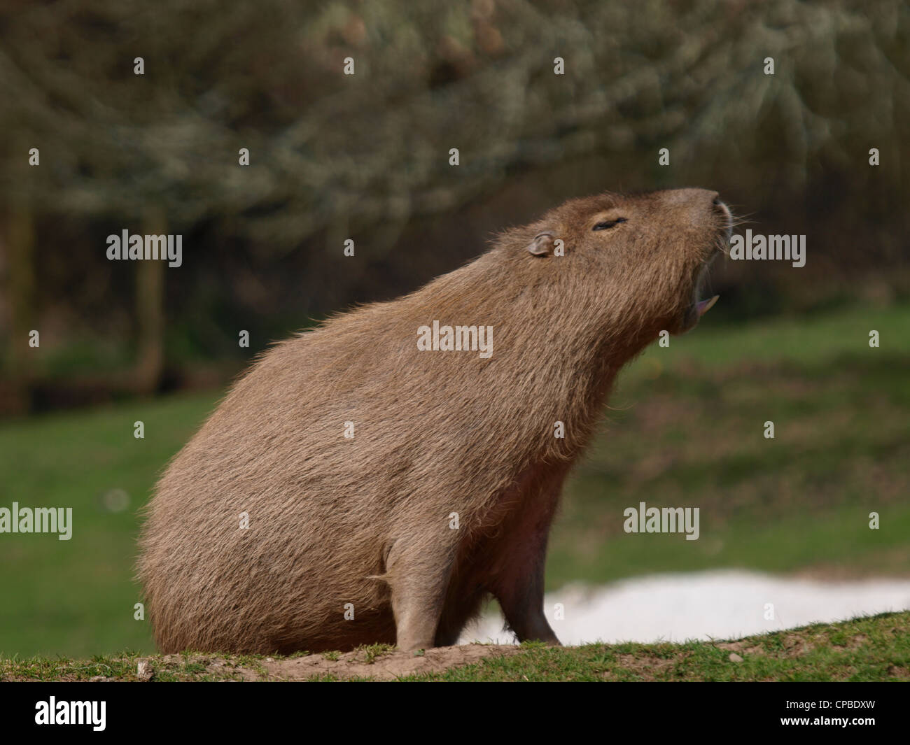 Capybara large rodent hi-res stock photography and images - Alamy