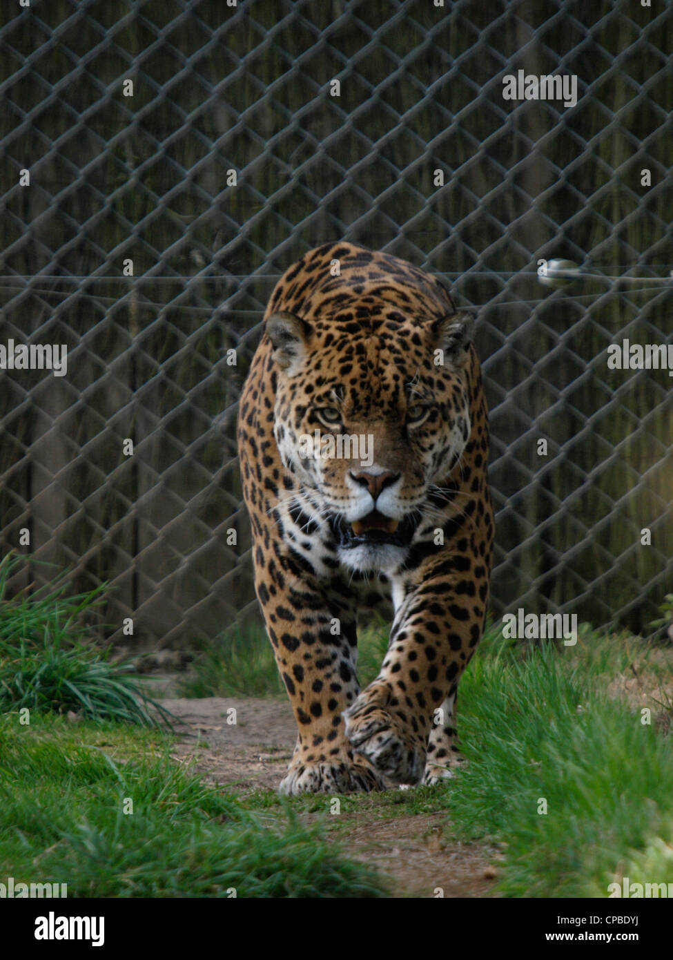 Jaguar, Panthera onca Stock Photo - Alamy