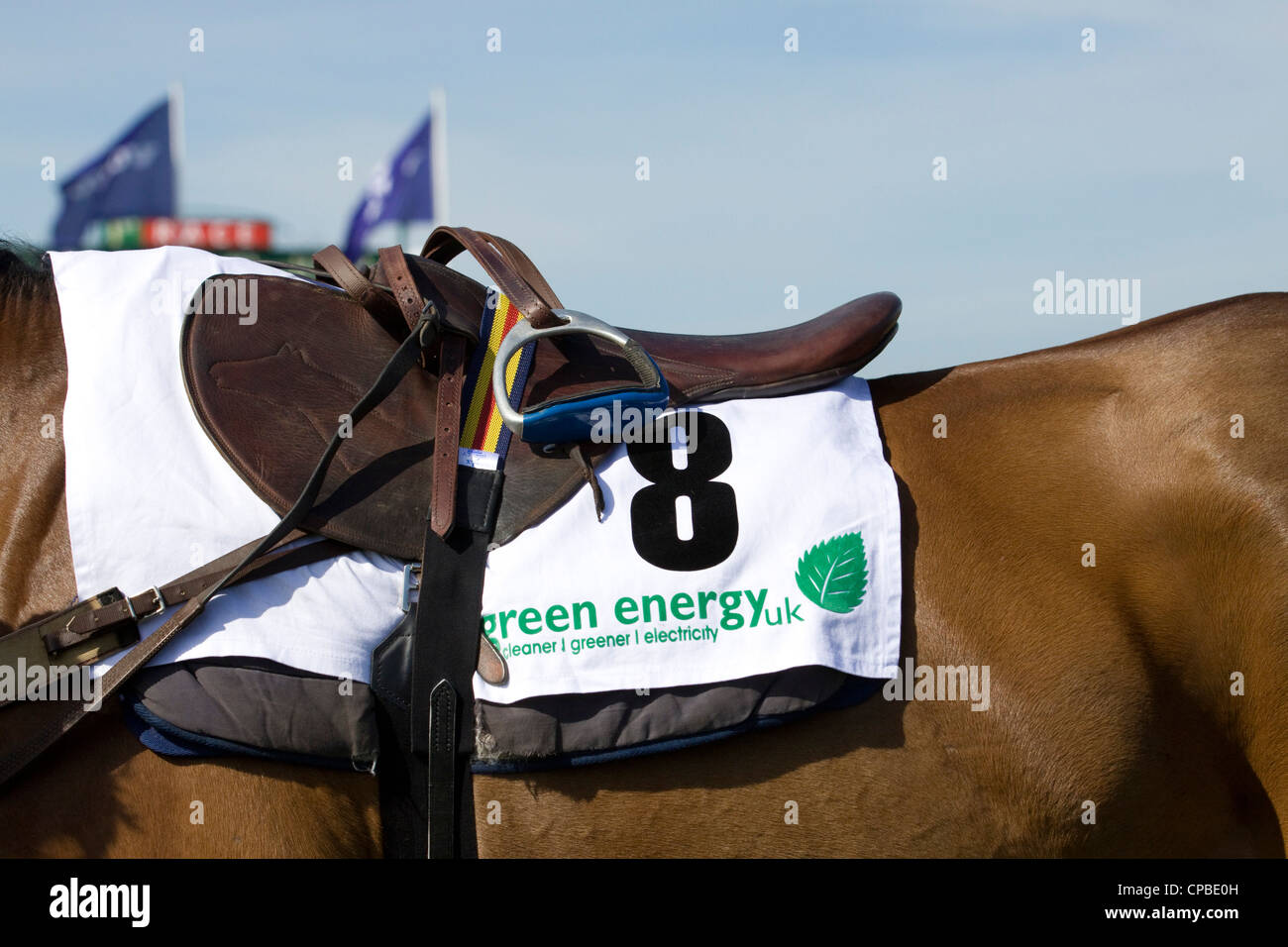 A Thoroughbred horse Equus ferus caballus in the collecting ring being ...