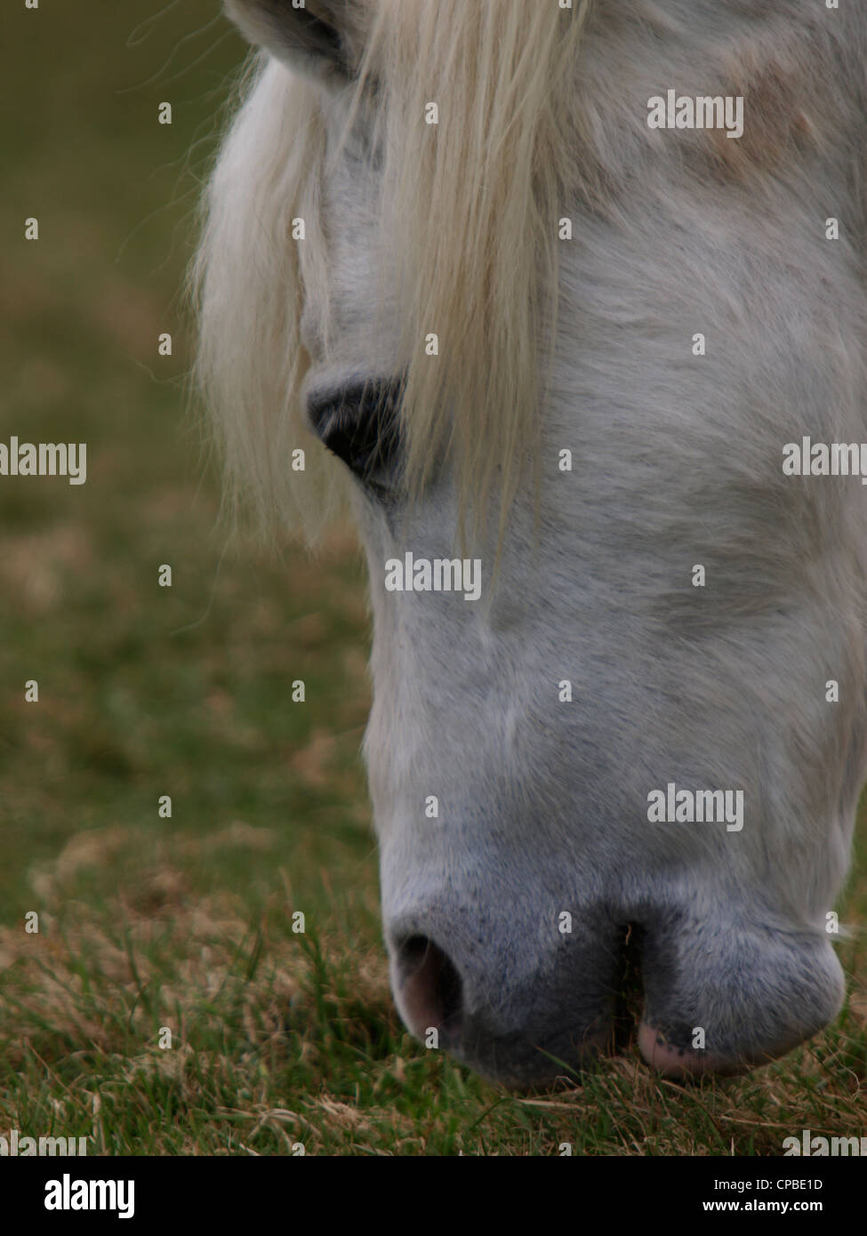 White pony hi-res stock photography and images - Alamy