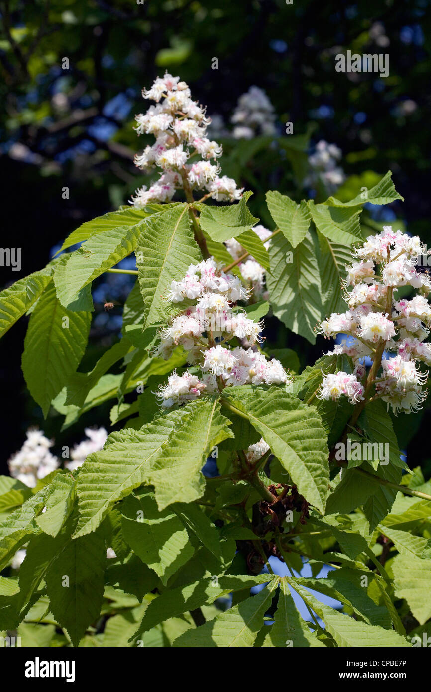 Chestnut tree flower hi-res stock photography and images - Alamy