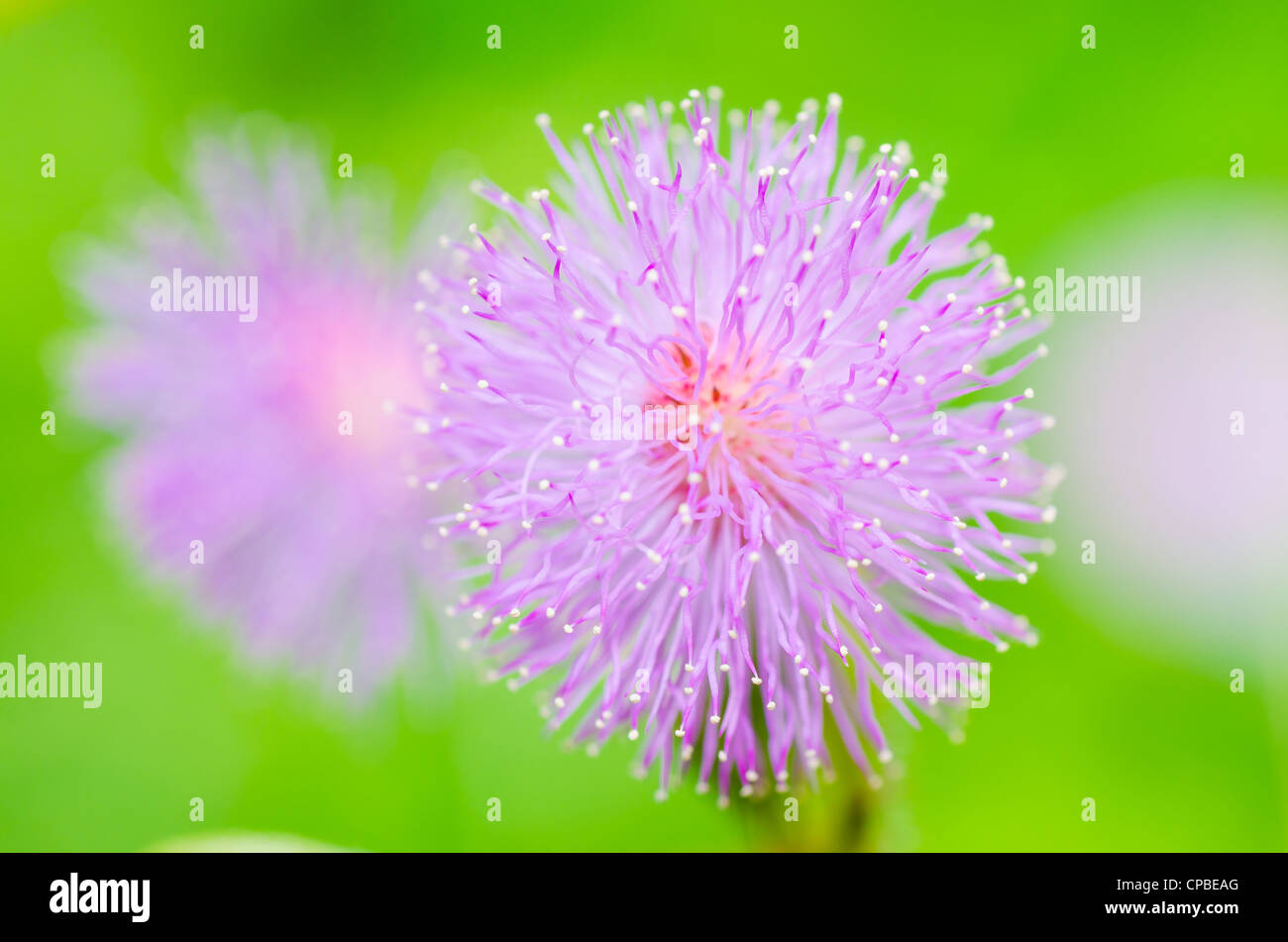 Sensitive plant flowers in the green nature or in the garden Stock ...