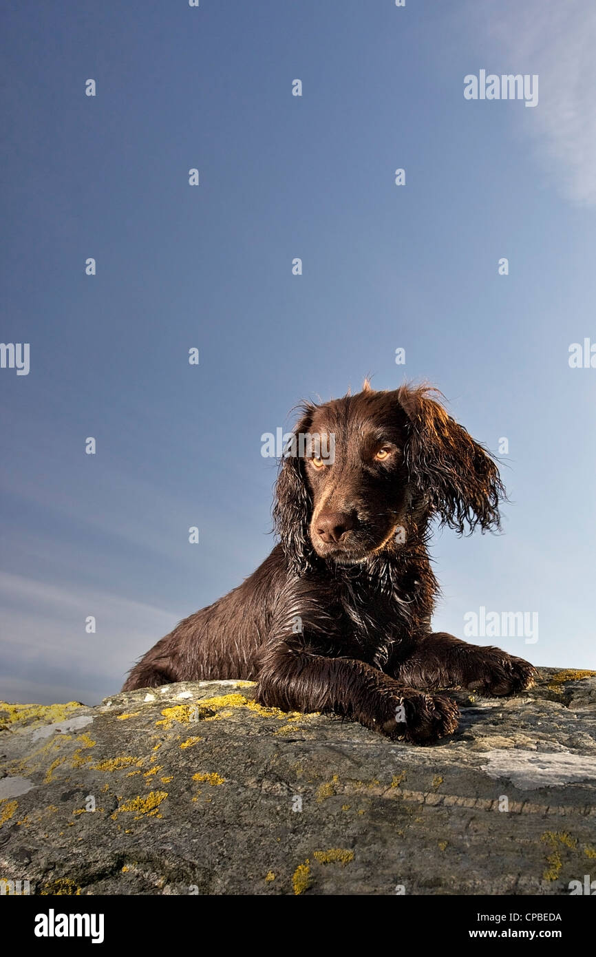 Working cocker spaniel sitting hi-res stock photography and images - Alamy