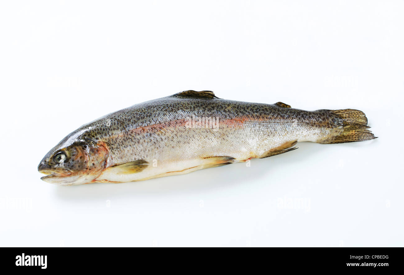 Studio shot of fresh trout Stock Photo - Alamy