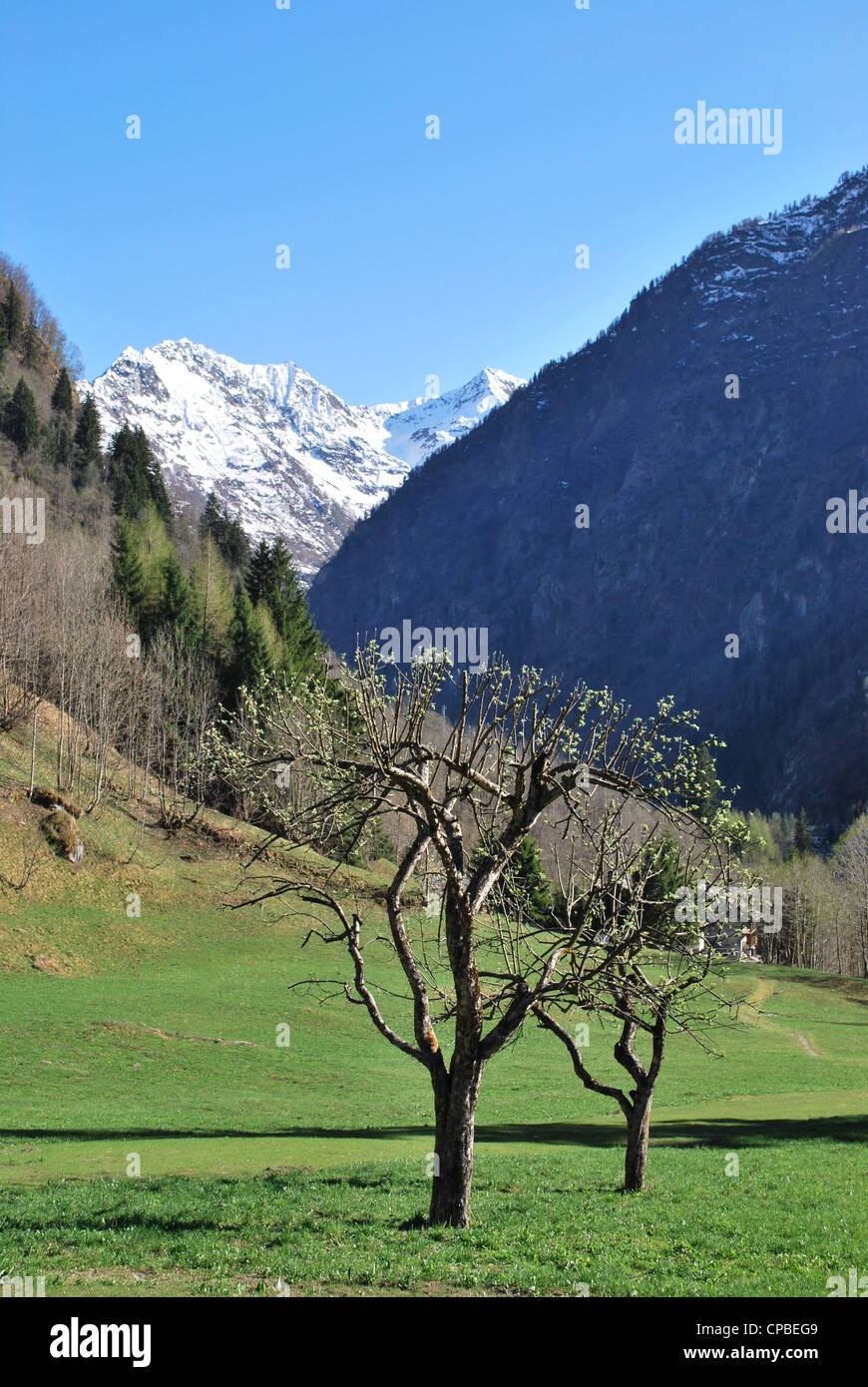 Alps mountain snow grass trees hi-res stock photography and images - Alamy