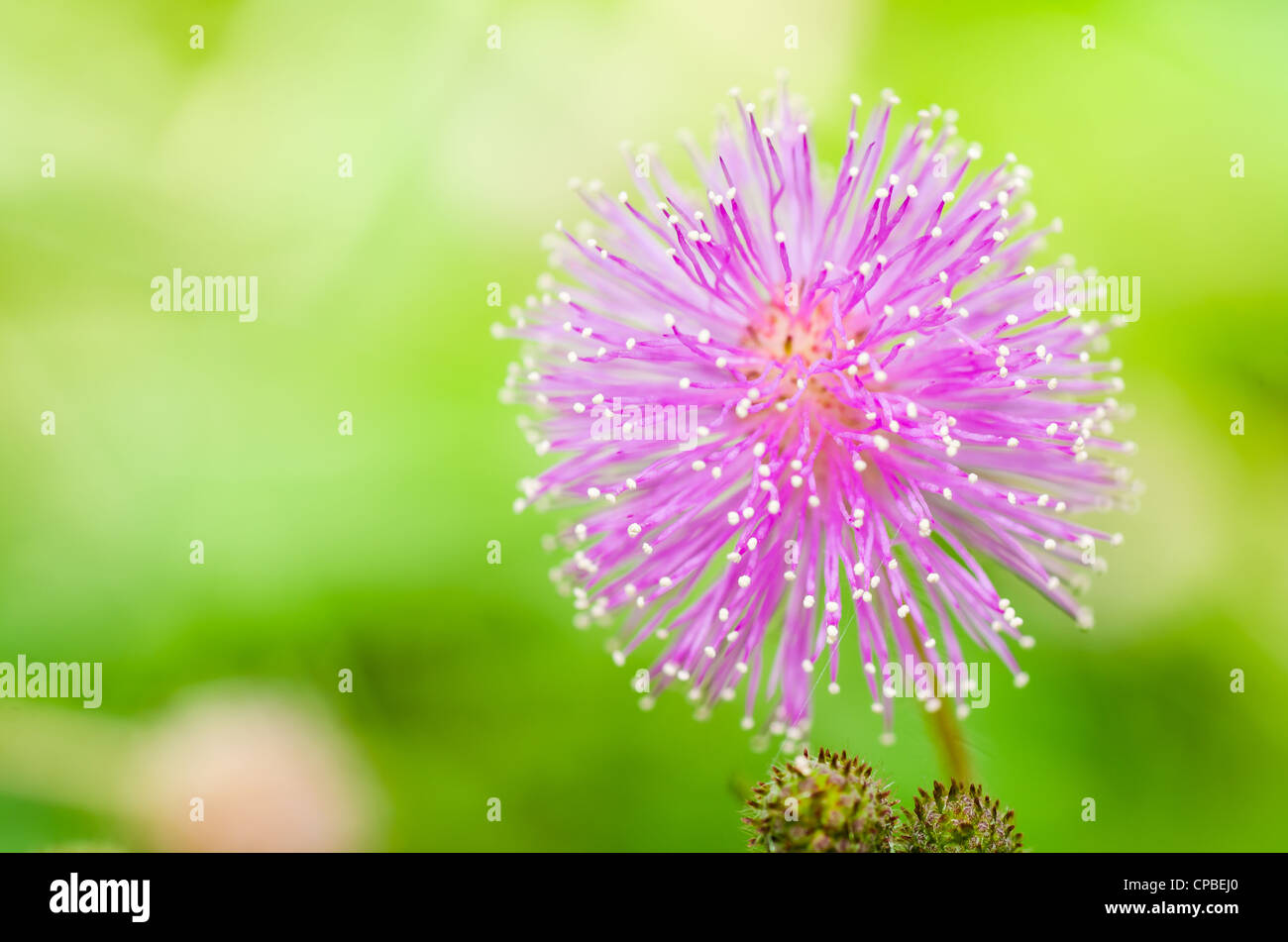 Sensitive plant flowers in the green nature or in the garden Stock ...