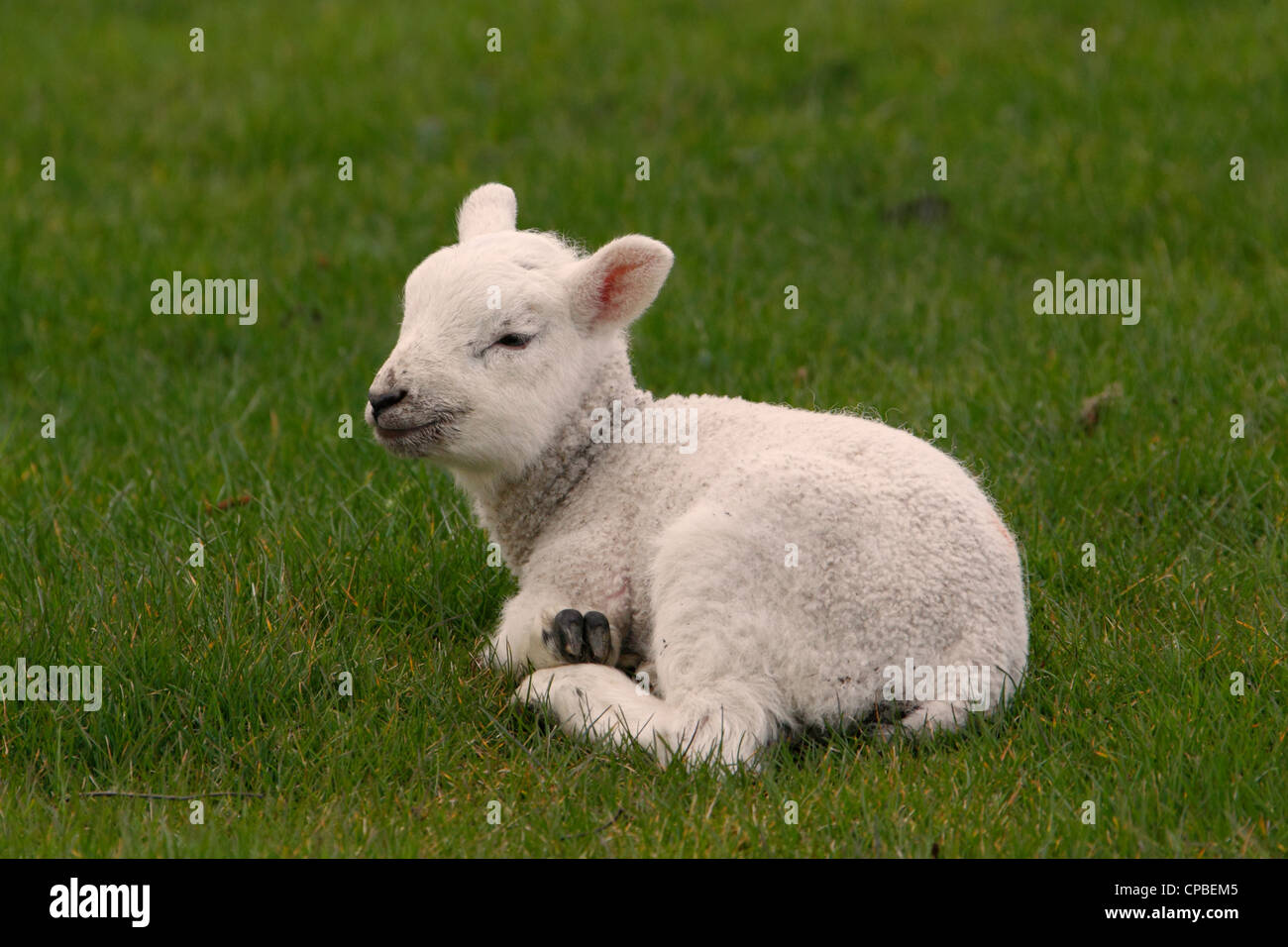Laying down lambs hi-res stock photography and images - Alamy