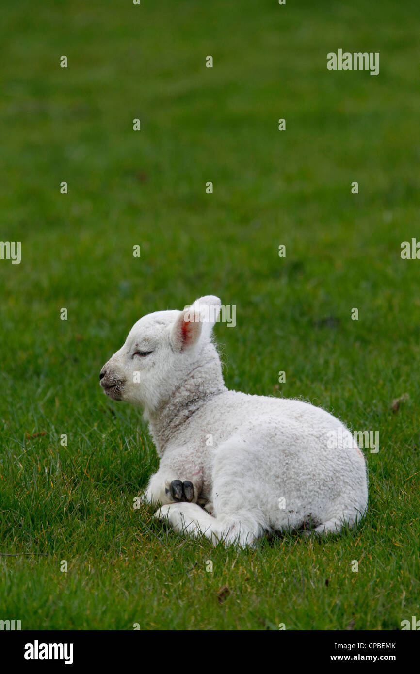 Laying down lambs hi-res stock photography and images - Alamy