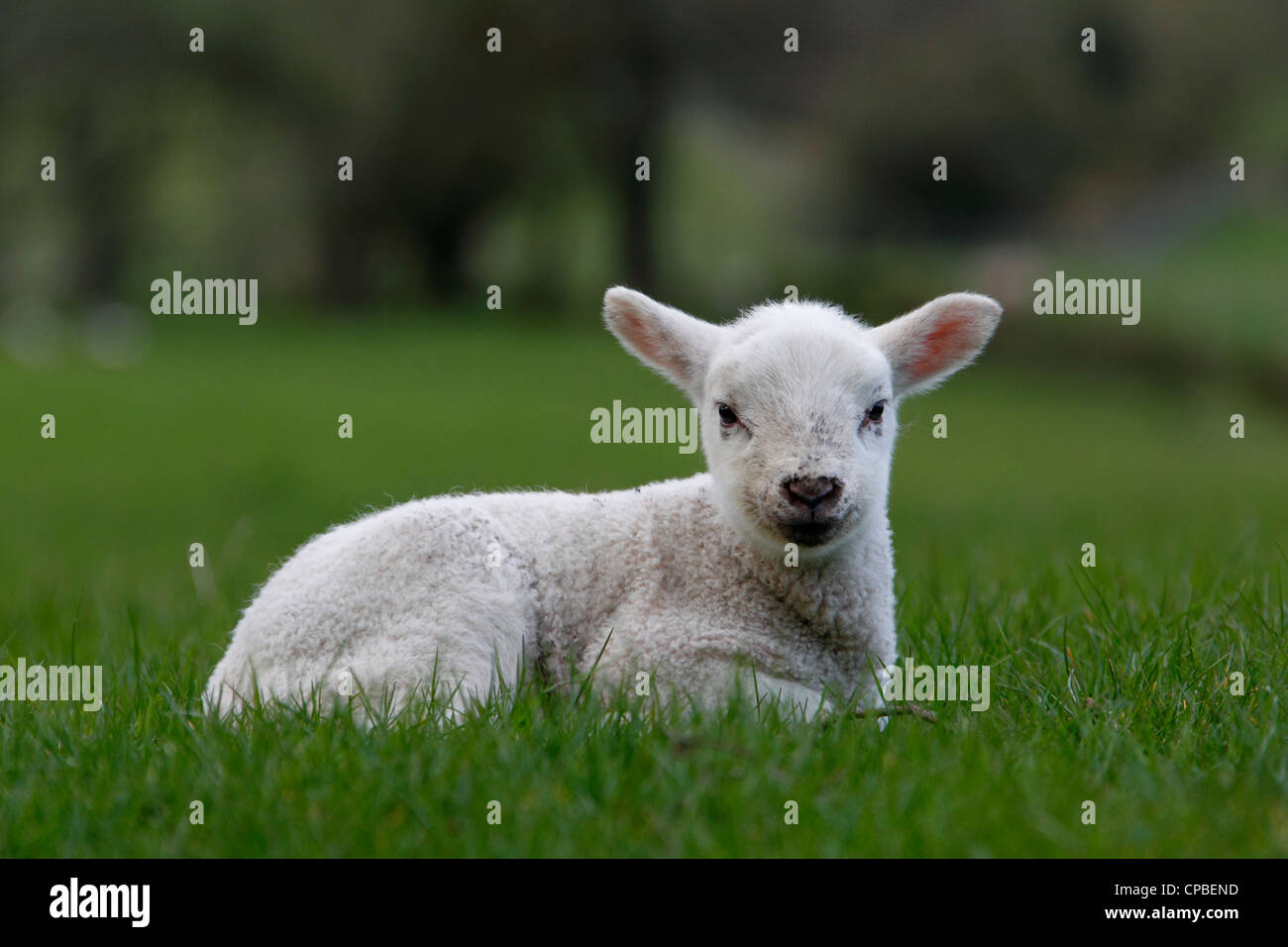 Laying down lambs hi-res stock photography and images - Alamy
