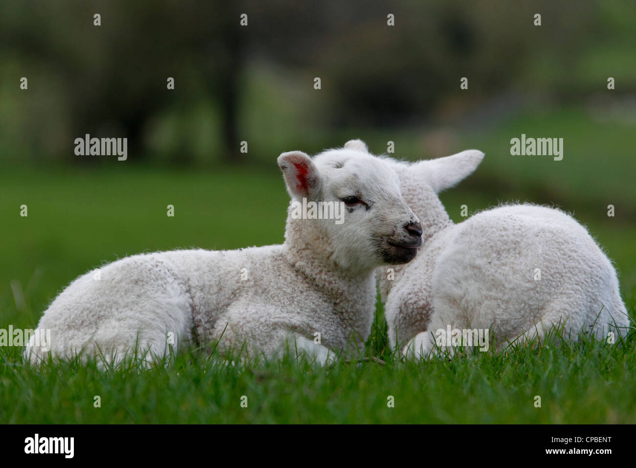Two lambs face to face hi-res stock photography and images - Alamy