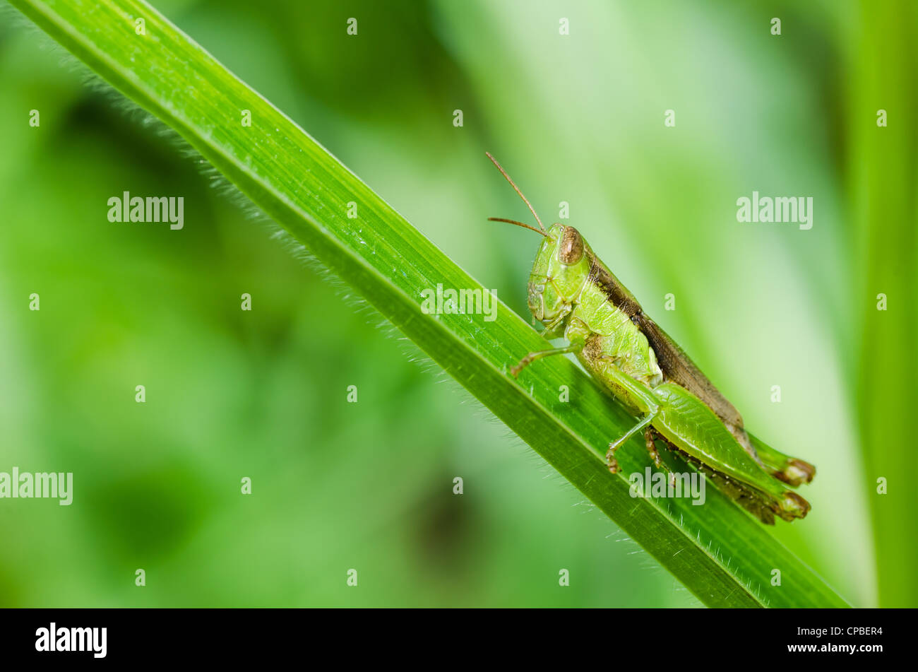 Cpber4 hi-res stock photography and images - Alamy
