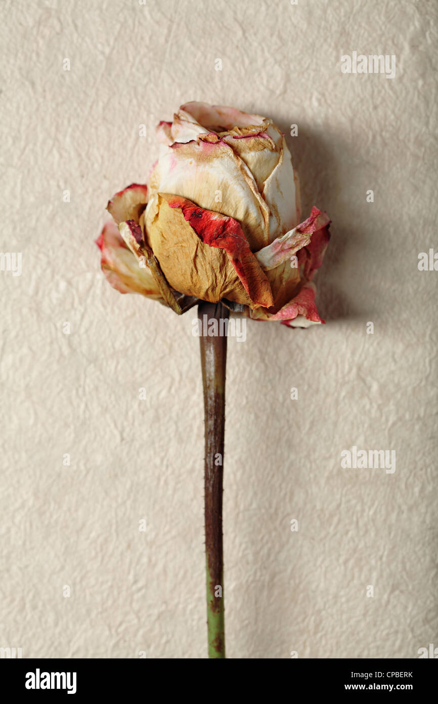 Wilted rose petals hi-res stock photography and images - Alamy