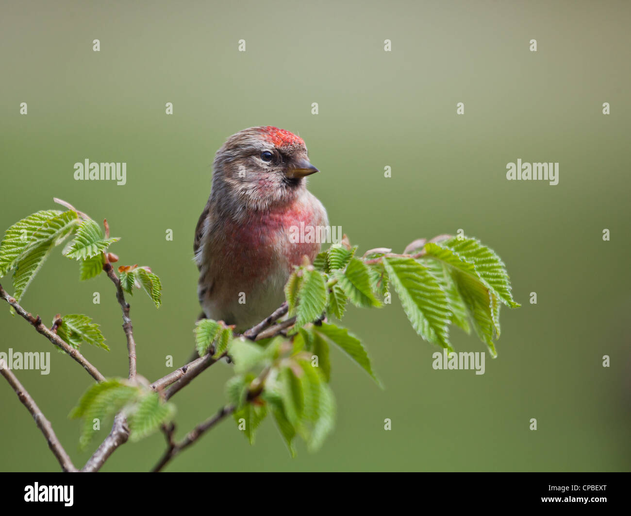 Close up of a male Lesser Redpoll (formerly considered a subspecies of ...
