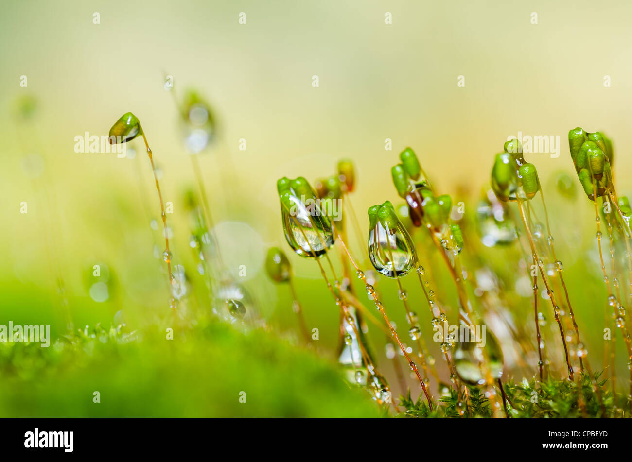 Fresh moss macro in green nature or in old stone or old wall Stock ...