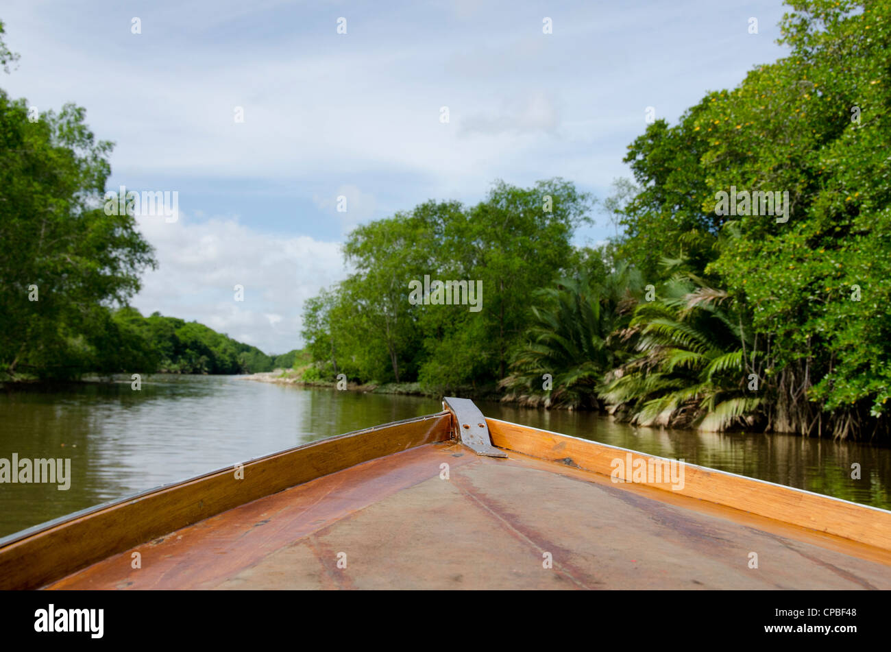 Southeast Asia, Borneo, Brunei. Dense mangrove forest along the Brunei ...