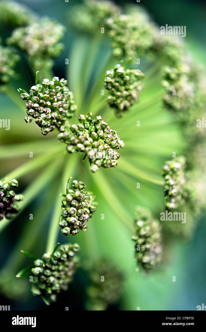 Plants hi-res stock photography and images - Alamy