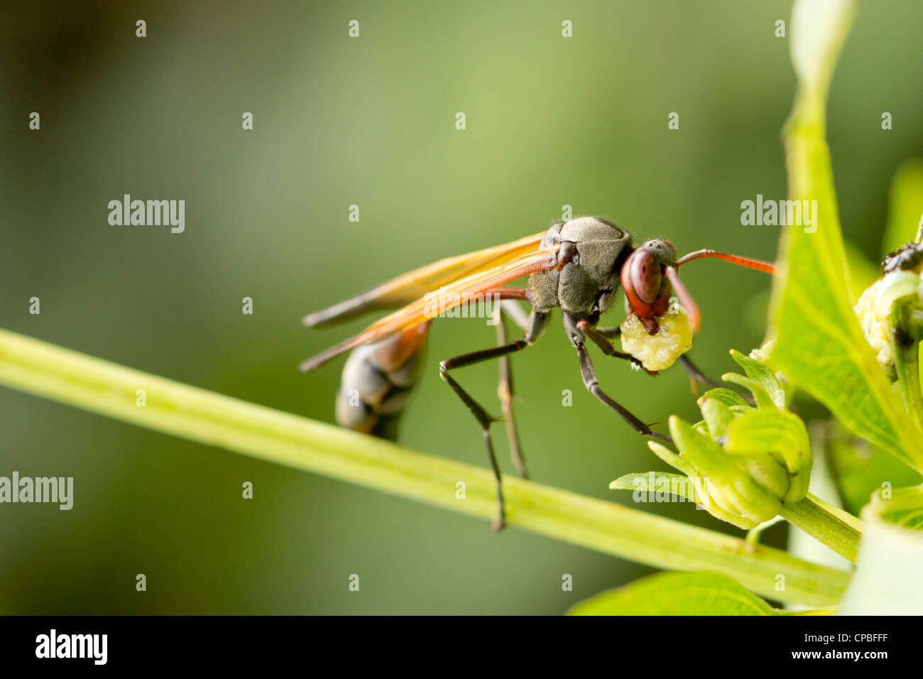 A hungry wasp eating a hatching larva Stock Photo - Alamy