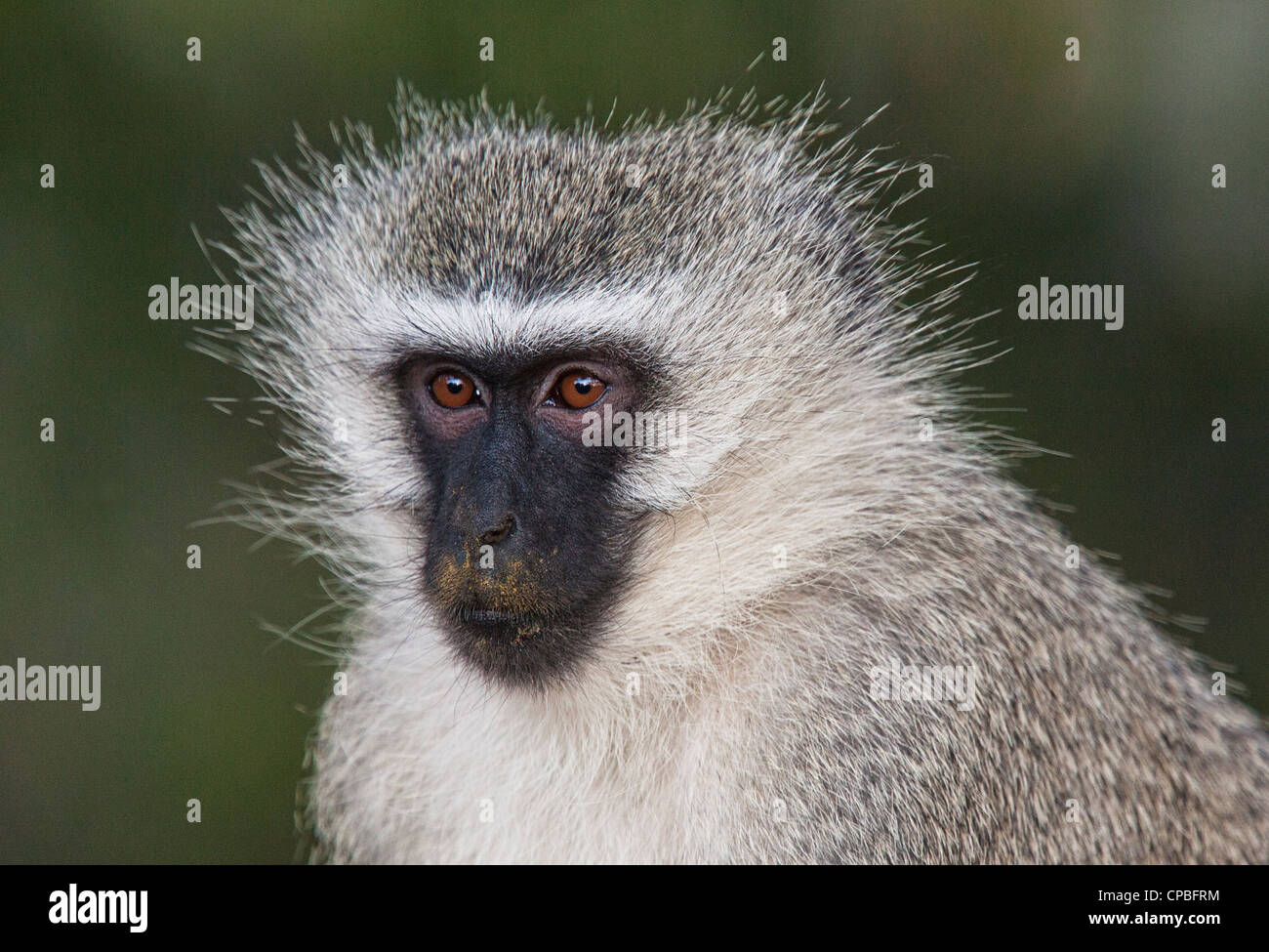 Monkey south africa hi-res stock photography and images - Alamy