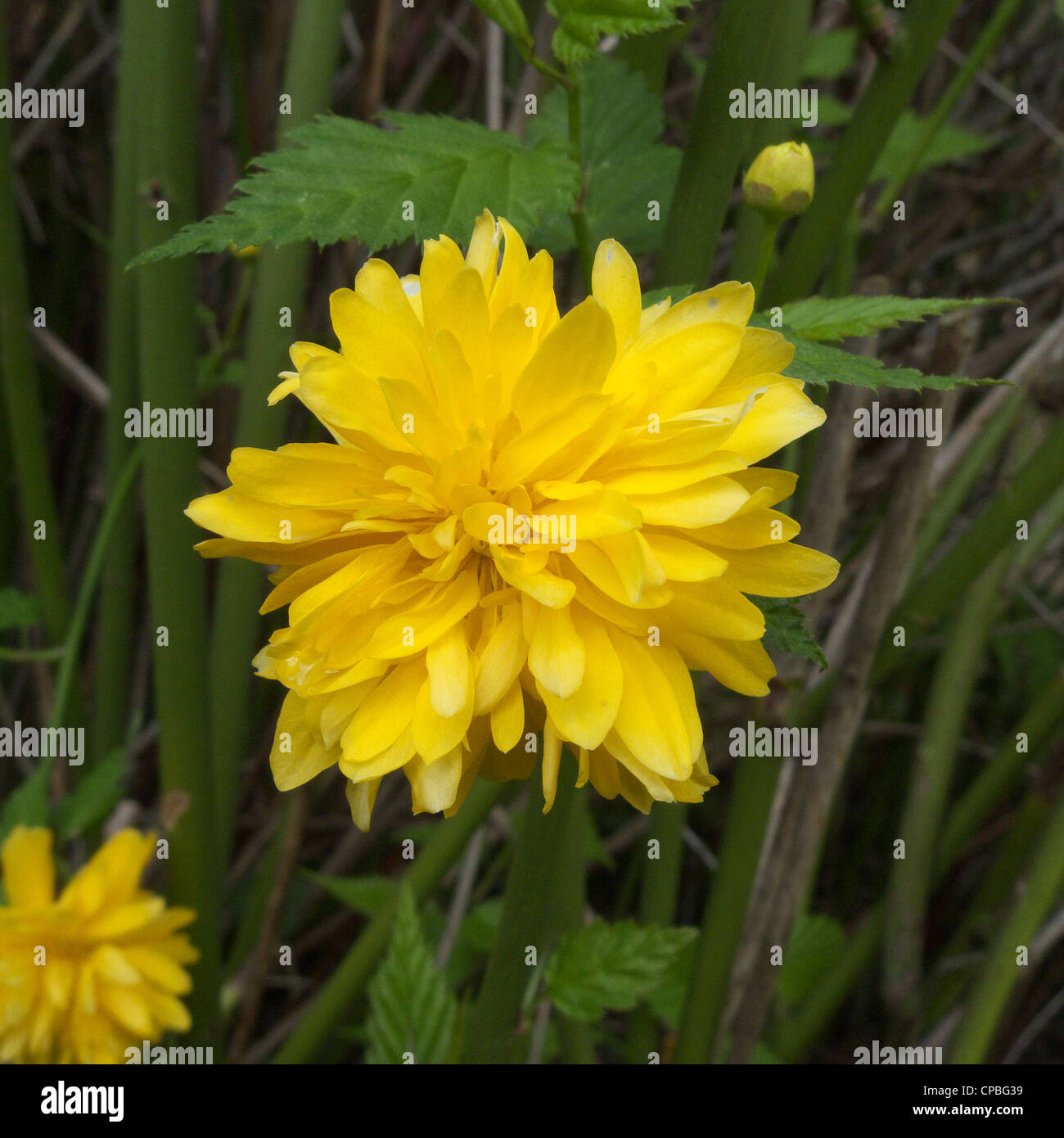 Kerria japonica 'Pleniflora' Stock Photo - Alamy