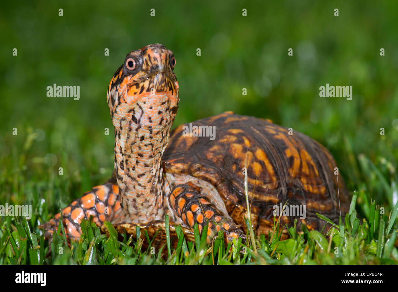 Eastern box turtle (Terrapene carolina) on a backyard lawn (Georgia ...