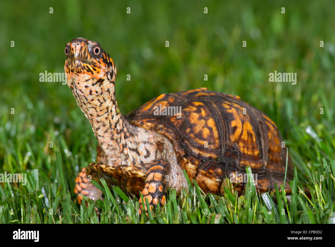 Eastern box turtle (Terrapene carolina) on a backyard lawn (Georgia ...