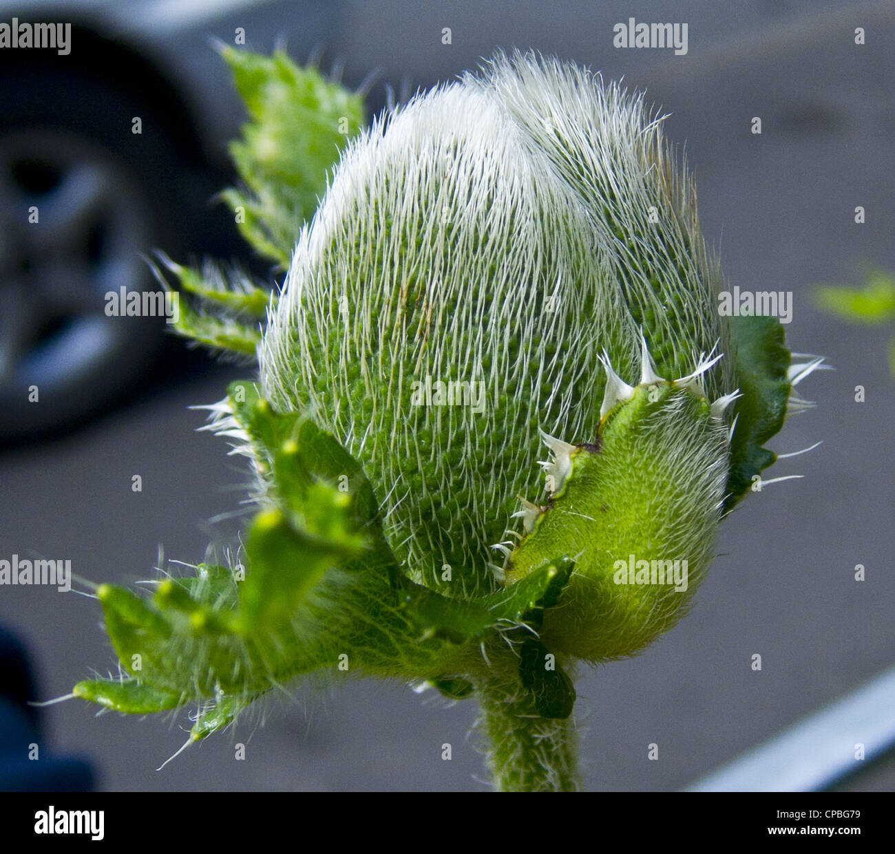 Outer covering hi-res stock photography and images - Alamy