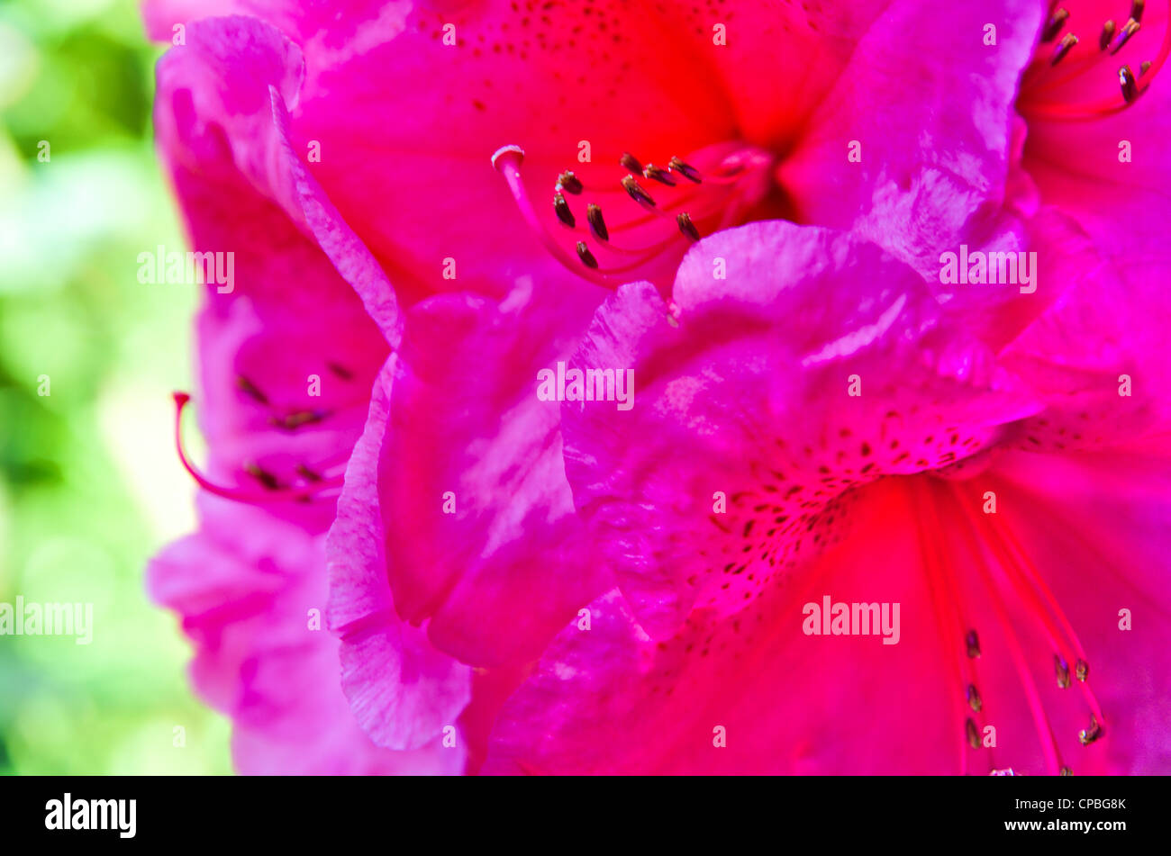 Close-up of red Rhododendron Stock Photo - Alamy
