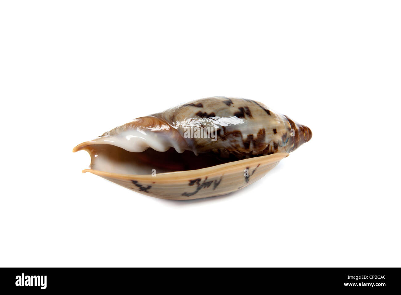 Marine sea shell in a studio setting against a white background Stock ...