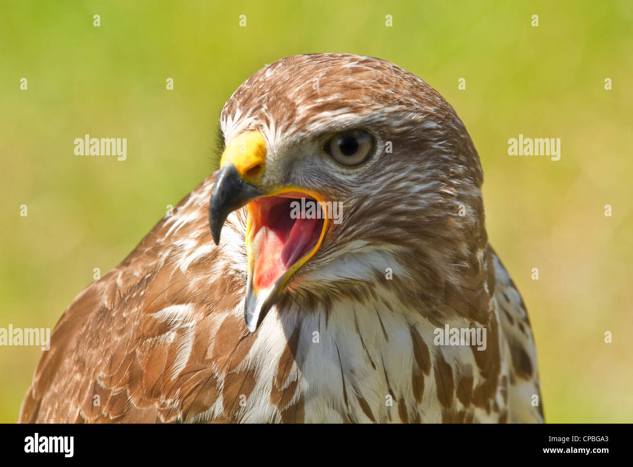 Ferruginous hawk or Butea regalis in side angle view screaming Stock ...