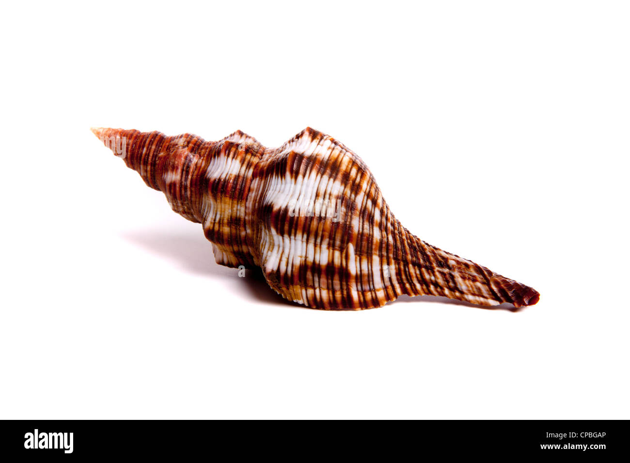 Marine sea shell in a studio setting against a white background Stock ...