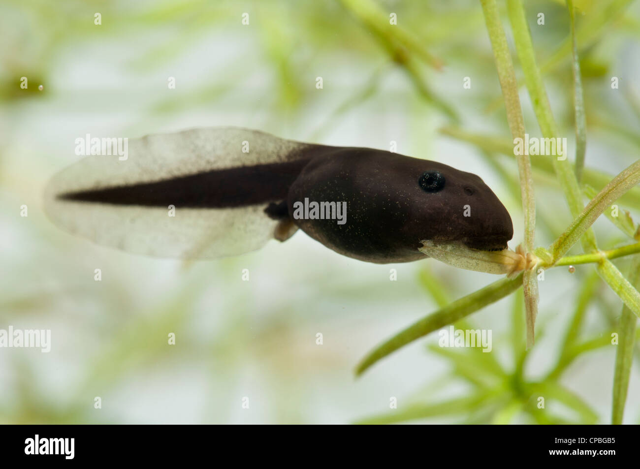 Common Toad Tadpoles
