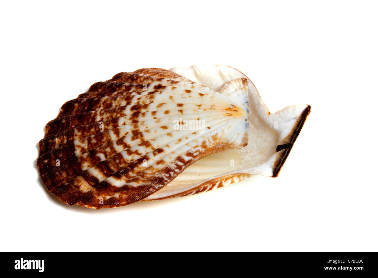 Marine sea shell in a studio setting against a white background Stock ...
