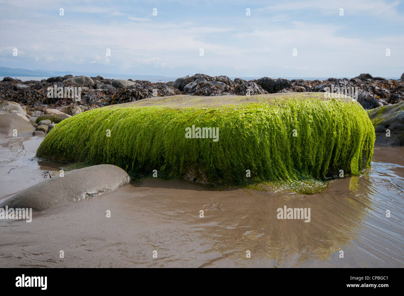 Bright coloured seaweed covering rock on Criccieth beach in North Wales ...