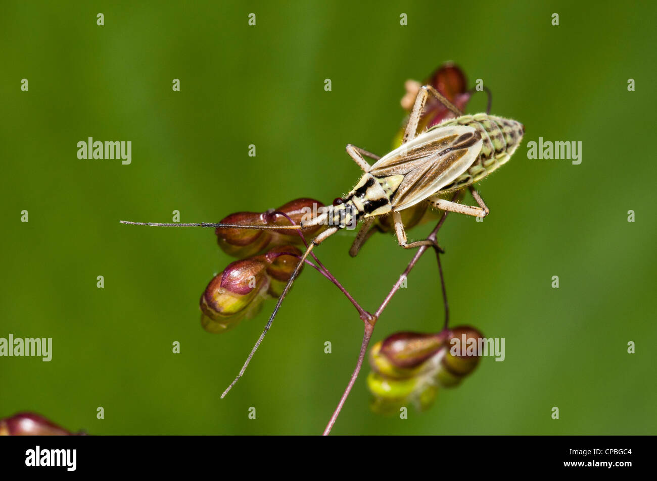 Meadow Plant Bug High Resolution Stock Photography and Images - Alamy