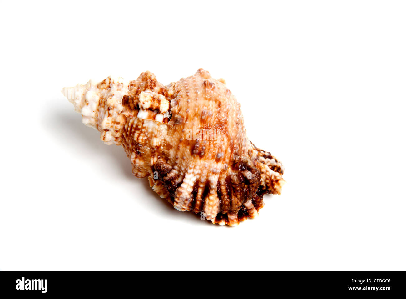 Marine sea shell in a studio setting against a white background Stock ...
