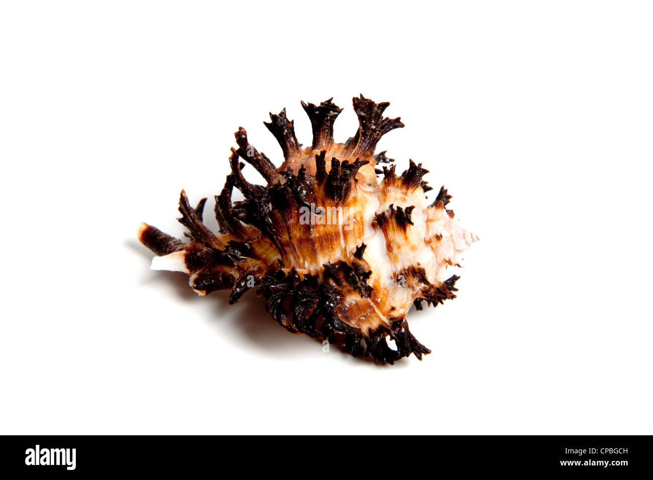Marine sea shell in a studio setting against a white background Stock ...