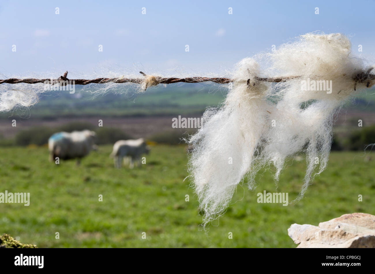 Sheep's wool caught on a barbed wire fence with sheep in the field ...