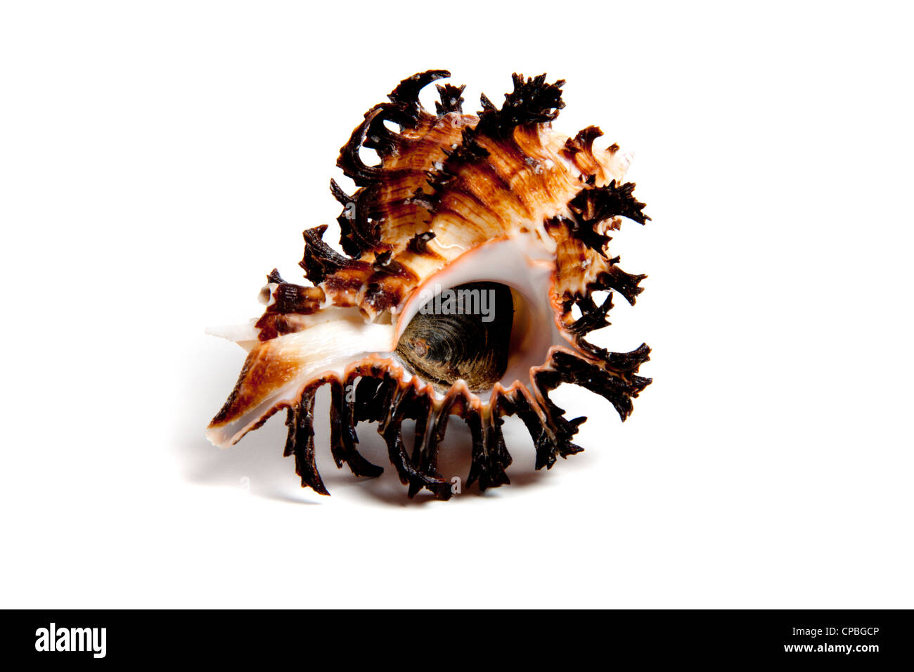 Marine sea shell in a studio setting against a white background Stock ...