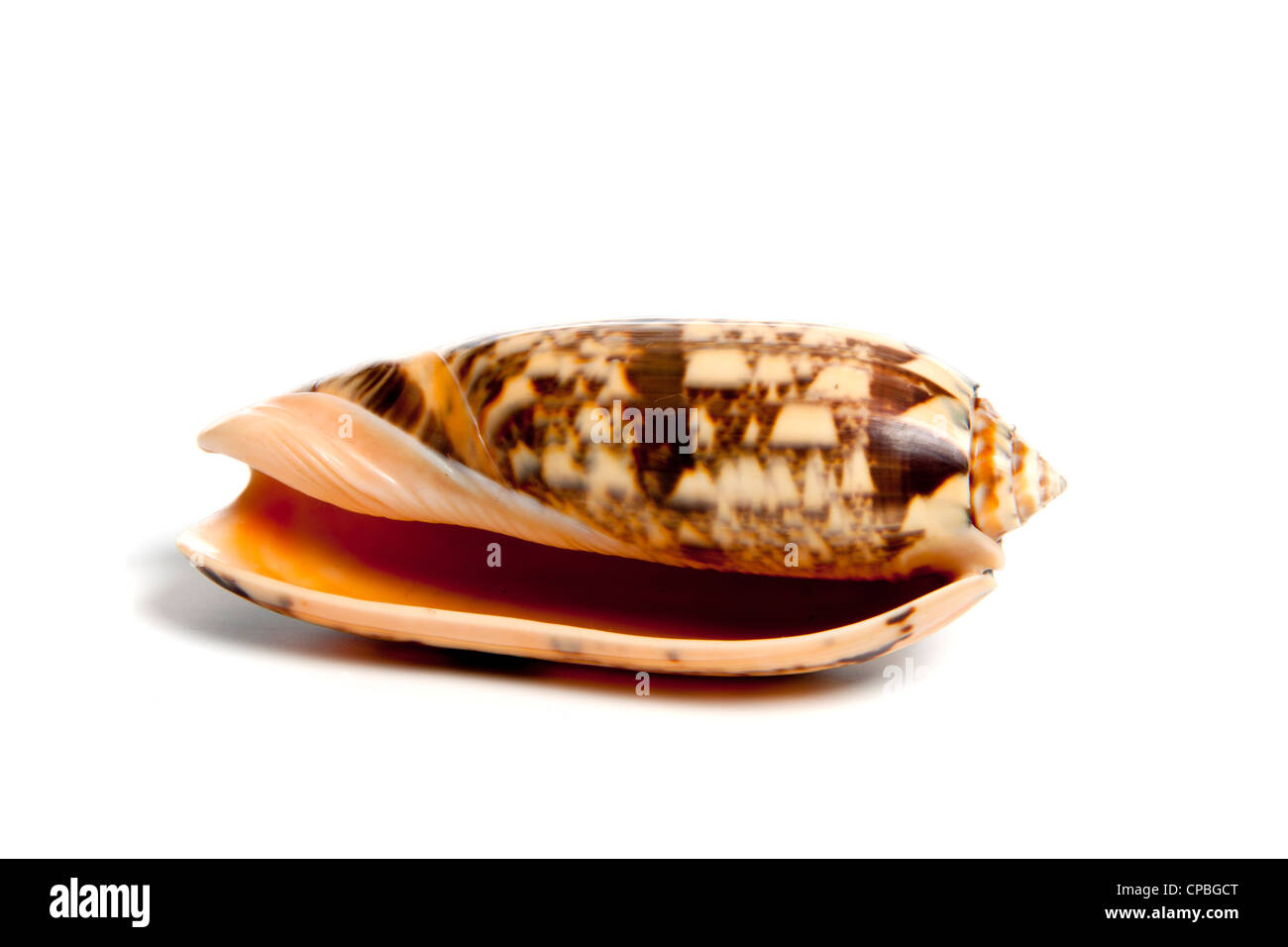 Marine sea shell in a studio setting against a white background Stock ...