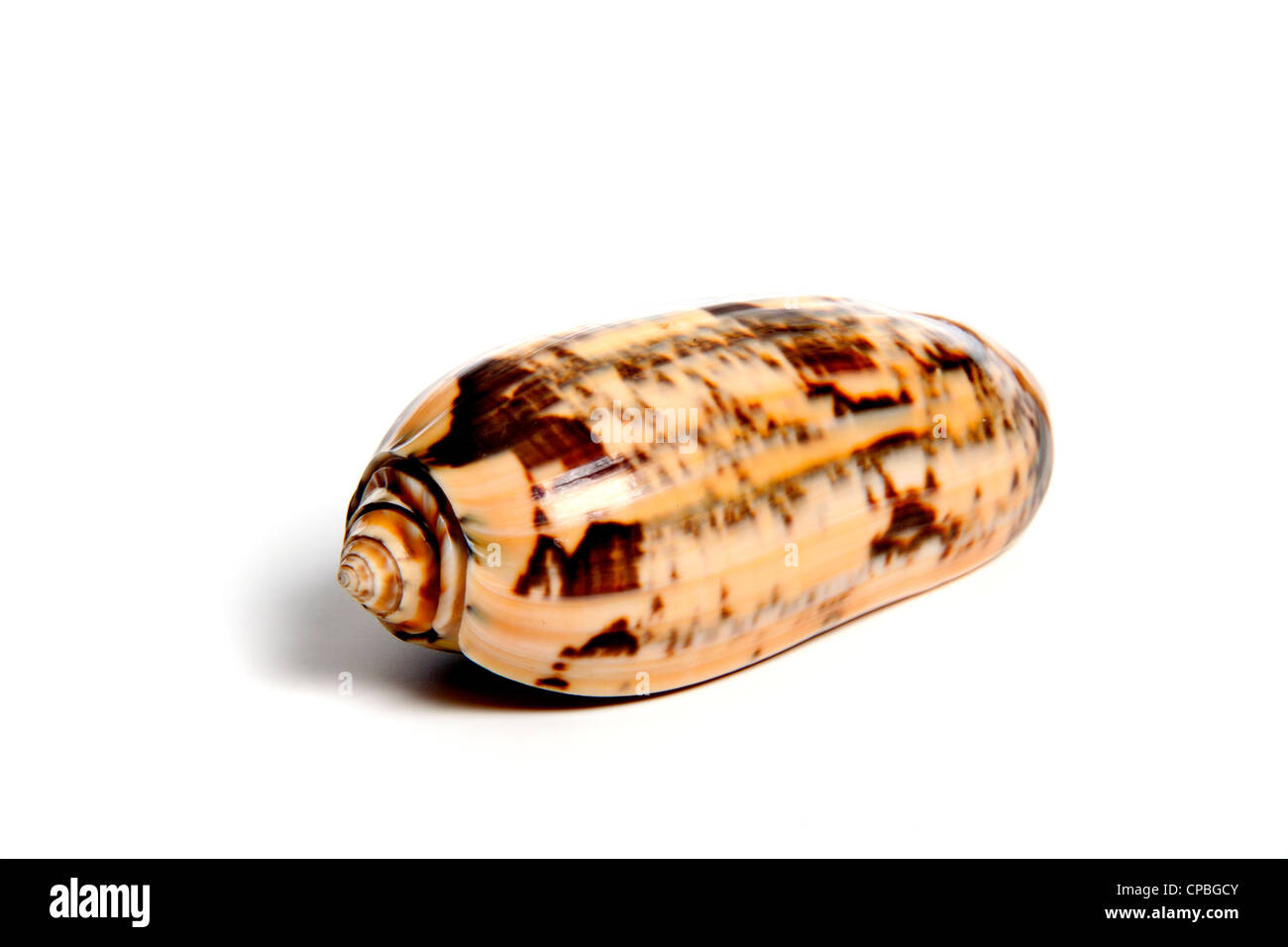 Marine sea shell in a studio setting against a white background Stock ...