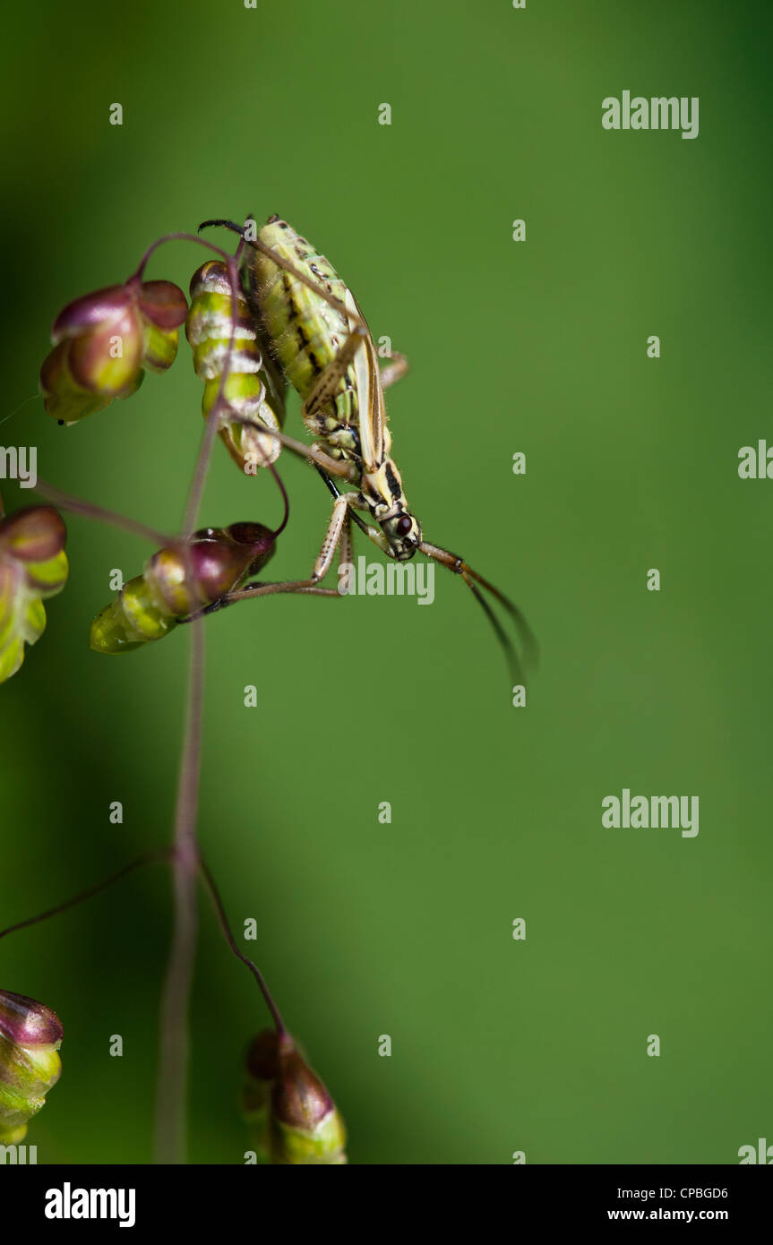 Meadow Plant Bug High Resolution Stock Photography and Images - Alamy
