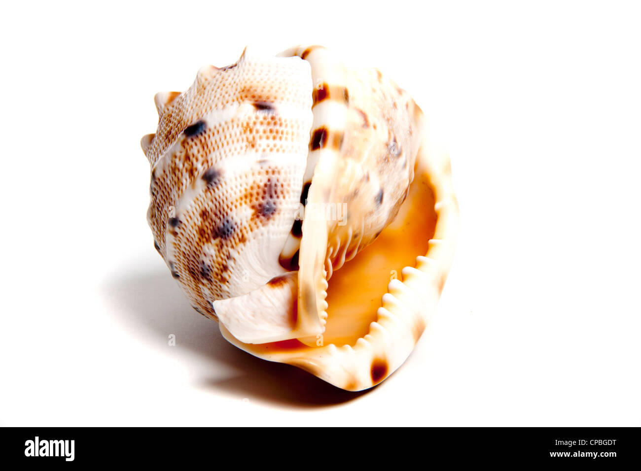Marine sea shell in a studio setting against a white background Stock ...