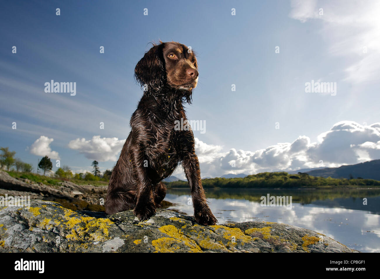 Cocker spaniel sitting on a rock in bright sunshine Stock Photo - Alamy