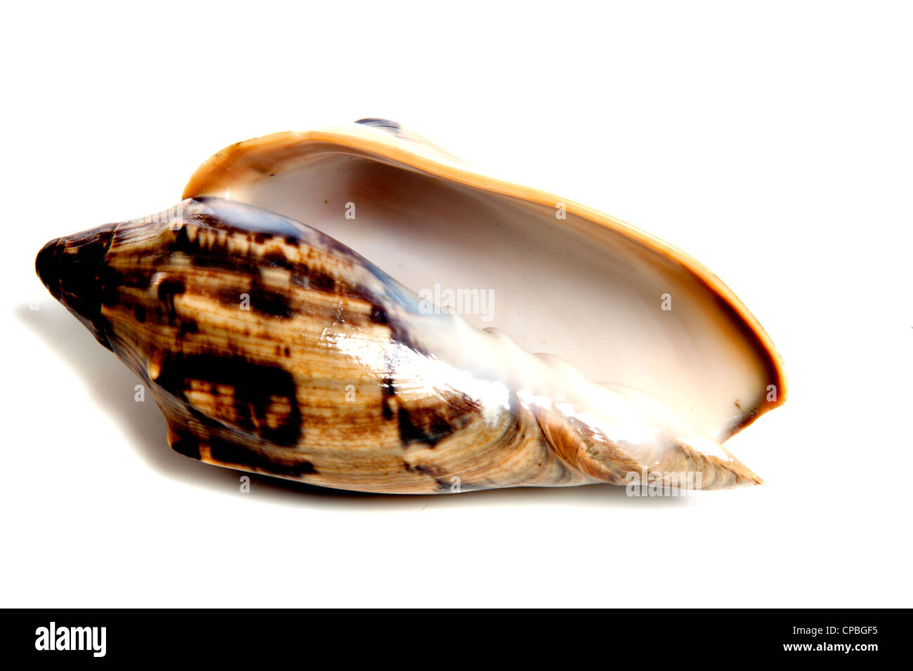 Marine sea shell in a studio setting against a white background Stock ...