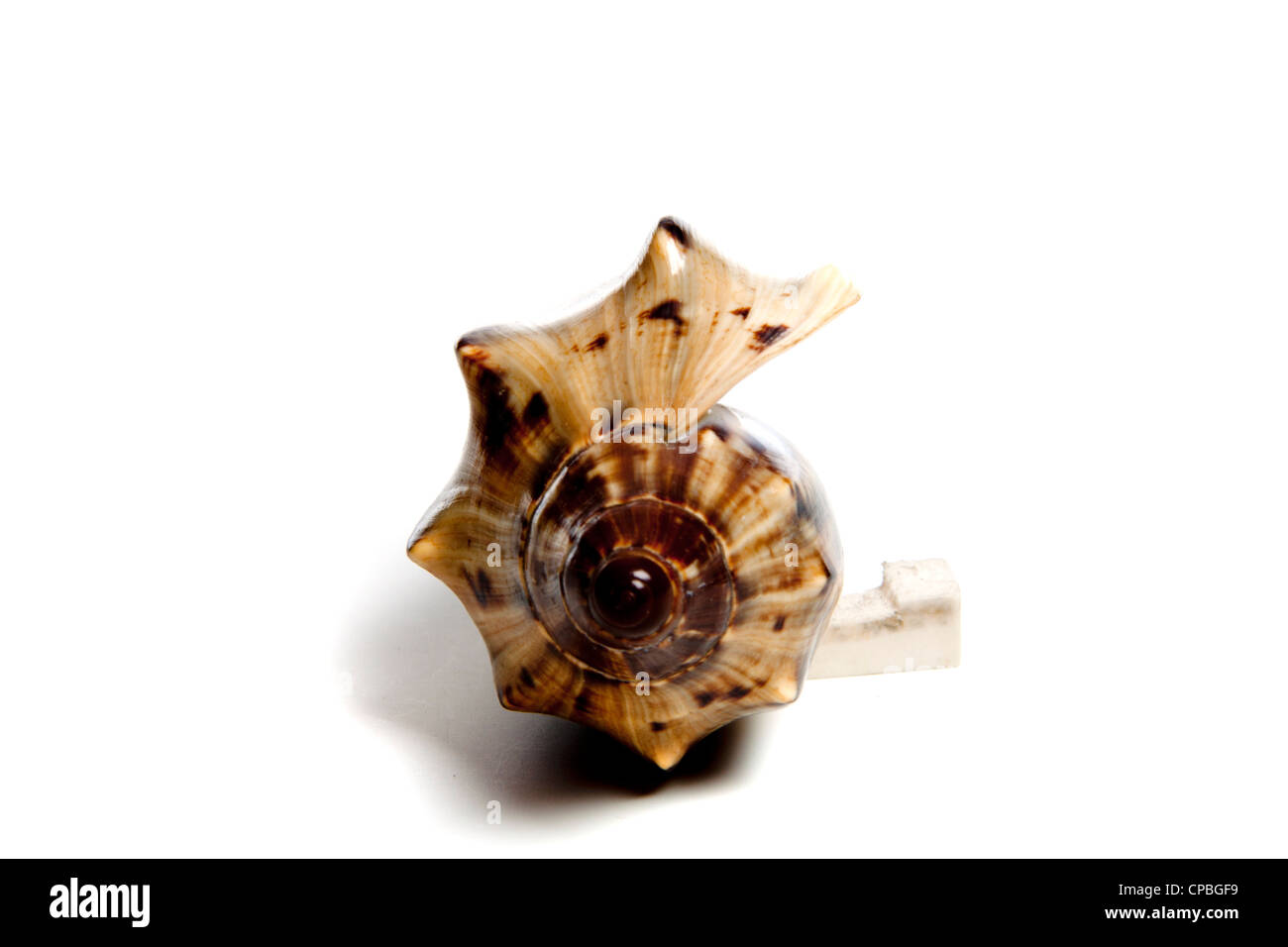 Marine sea shell in a studio setting against a white background Stock ...